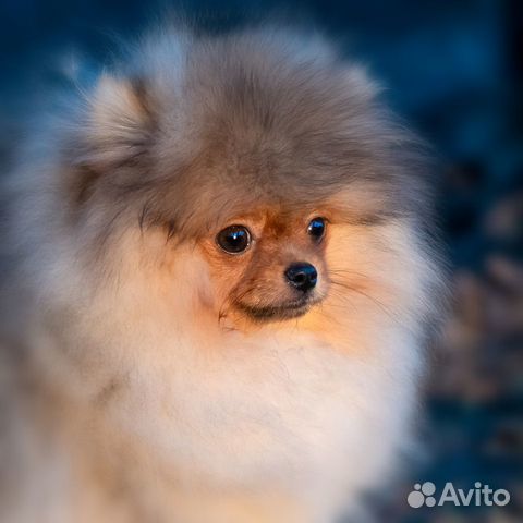 Померанский шпиц мишка