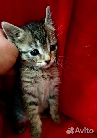 Ручной Котенок девочка Шелби спасена со складов