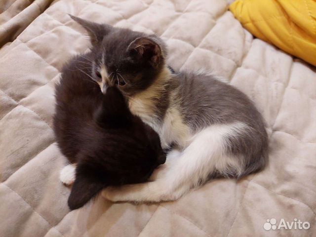 Котята в добрые руки