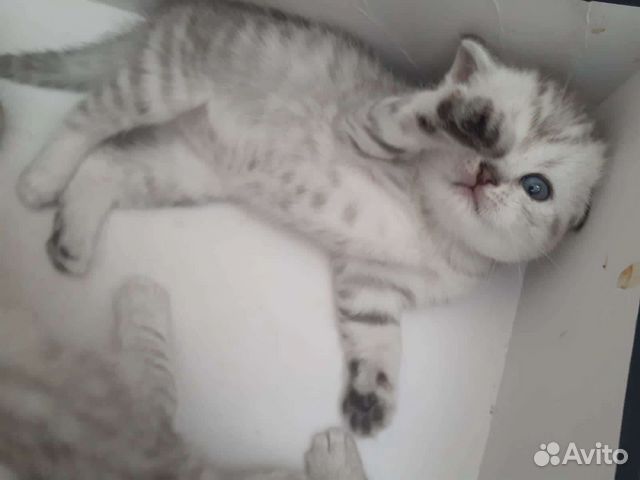 Котята шотландцы вислоухие