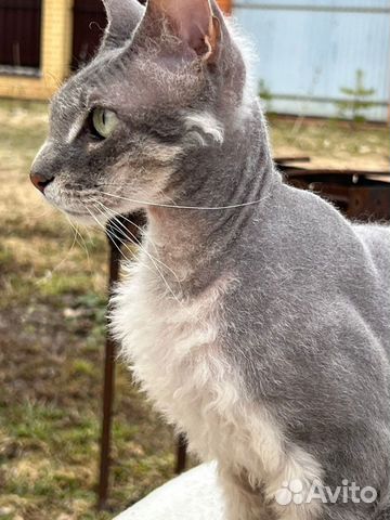 Котик годовалый Сфинкс Донской Браш бесплатно