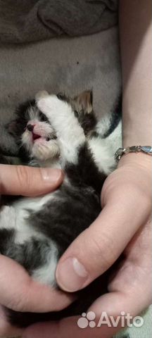 Ищем передержку для маленького котика