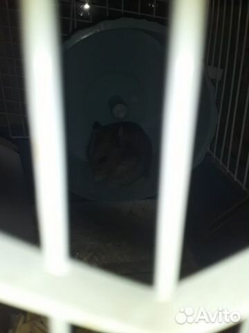 Хомяки джунгарики