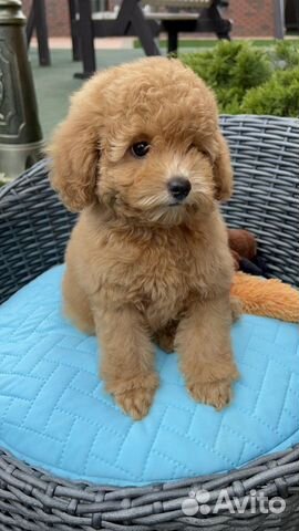 Той-пудель девочка Дафна