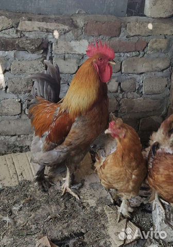 Цыплята лохмоногих кур Брама