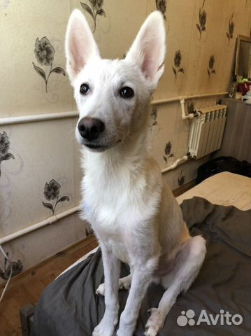 Микро Швейцарская овчарка в добрые руки