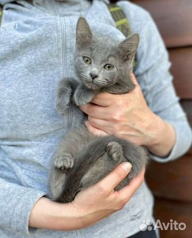 Котенок, метис Русской голубой кошки