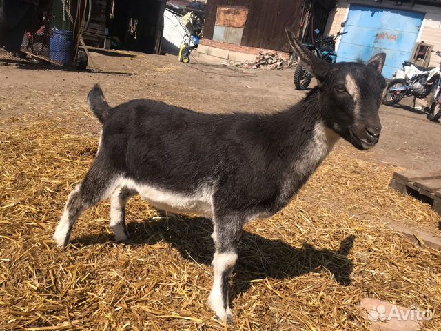 Козел альпачех