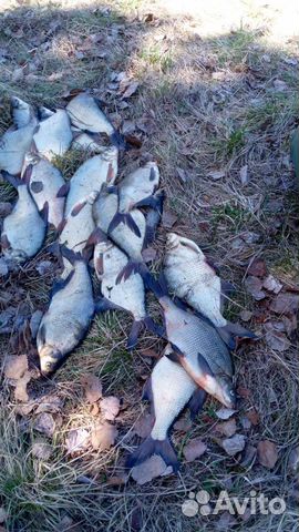 Речная рыба