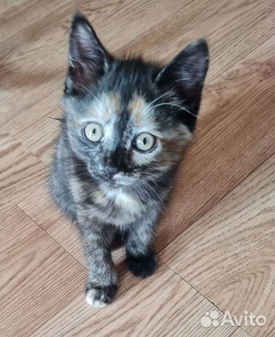 Котёнок в хорошие руки