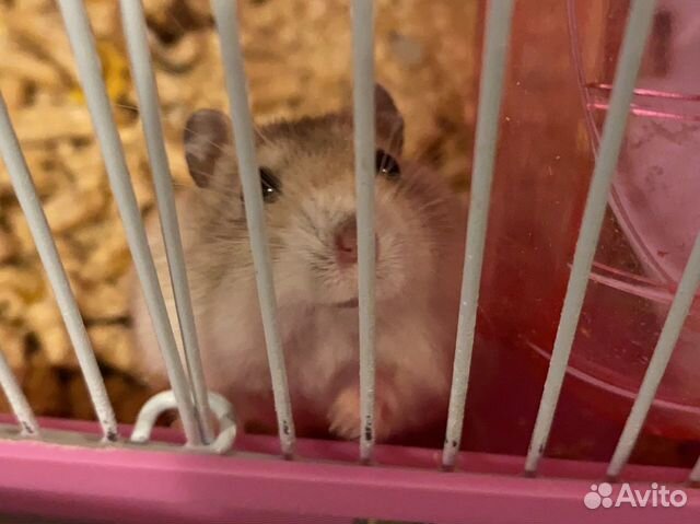 Милый хомяк Помпушечка клетка корм наполнитель