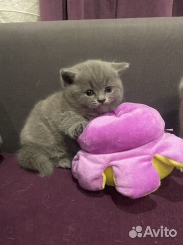 Шотландский котик