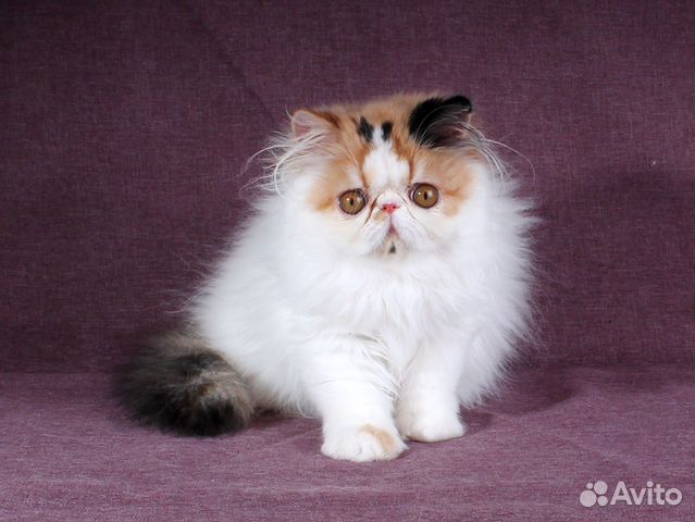 Персидская куколка