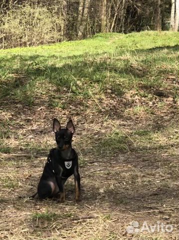 Маленькая собака Той терьер