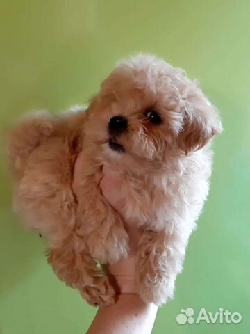 Мальтипу супер мини мальчик.Ф-1.С родословной