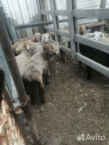 Овцы бараны