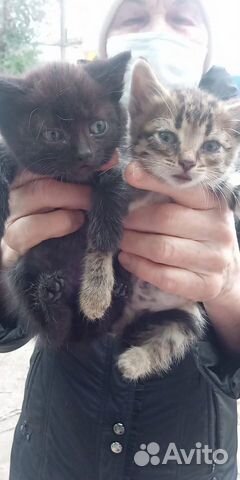 Котята, нужен дом, передержка