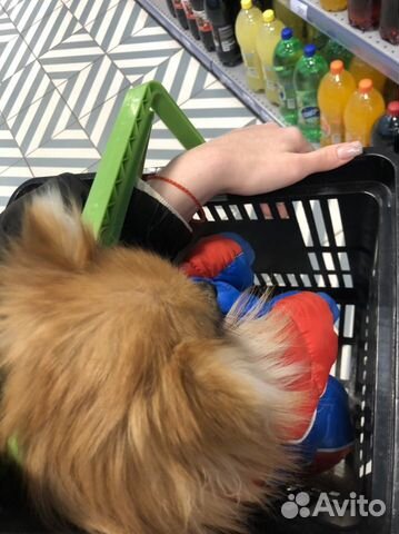 Померанский шпиц (вязка/кобель)