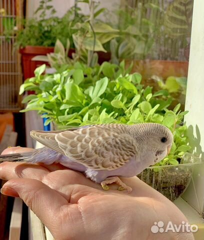 Волнистый попугай
