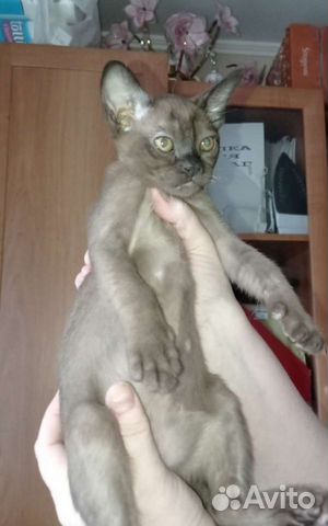 Бурманские котята разных окрасов