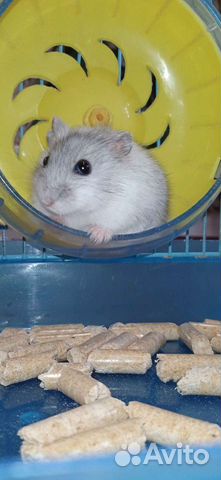 Джунгарский хомячок