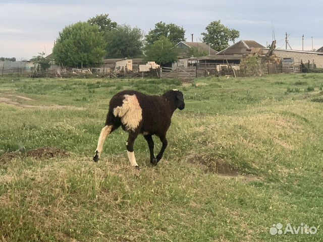 Ягнята зимние