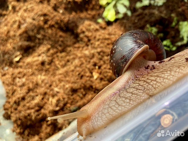 Улитки ахатины