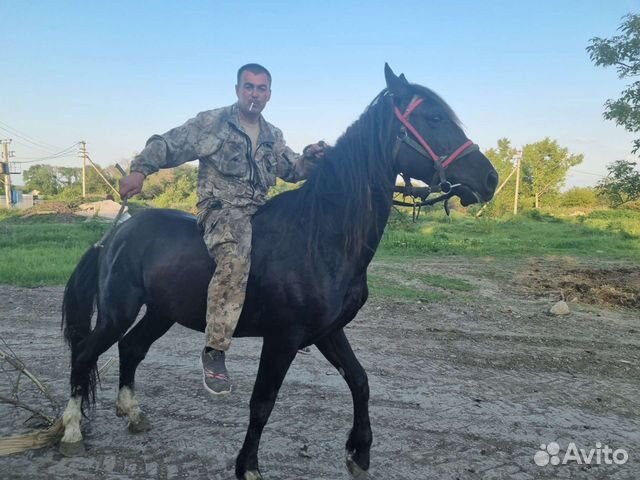 Американский рысак