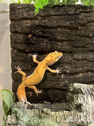 Эублефар с террариумом