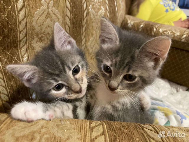 Котята