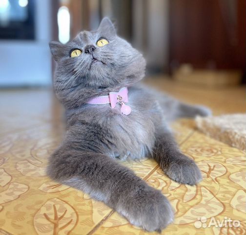 Чудесный котенок голубого окраса ищет семью и дом