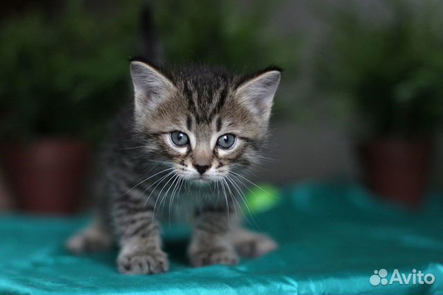 Котенок девочка