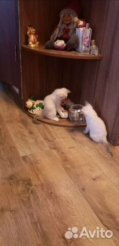 Тайские котята