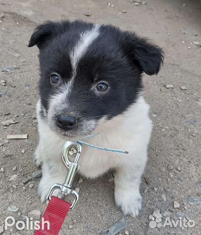 Щенок от маленькой собаки