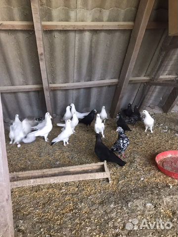 Бакинские голуби