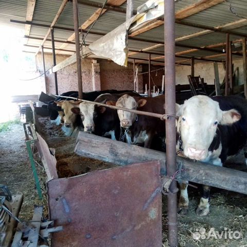 Быки на мясо