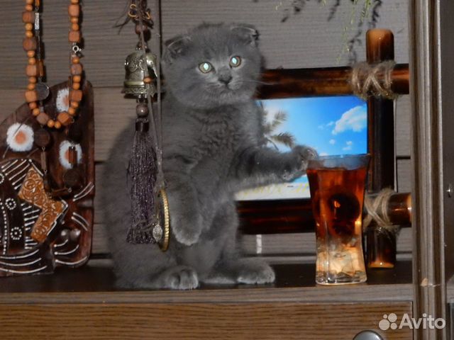 Голубой шотландский вислоухий котик