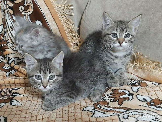 Симпатичные котятки от мамы британки