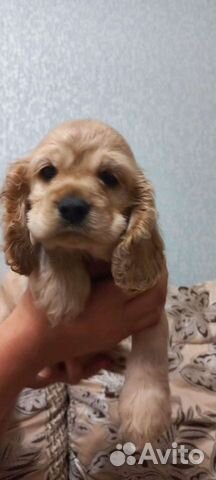 Щенки американского коккер-спаниэля