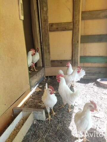 Петух декабл уайт