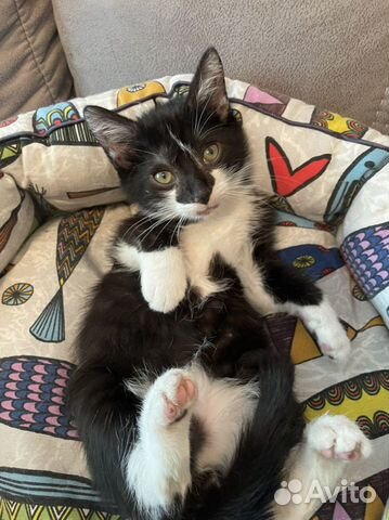 Котёнок Шон в добрые руки