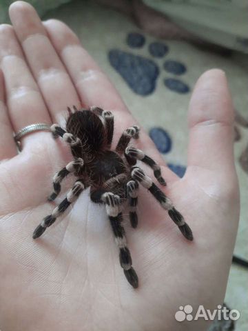 Паук птицеед Acanthoscurria geniculata