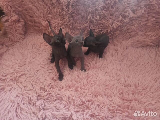 Канадские сфинксы