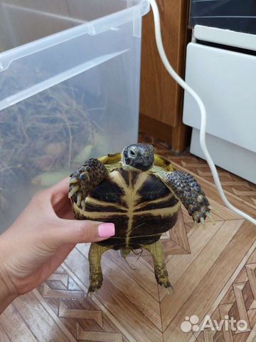 Черепаха сухопутная