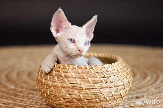 Котята девон-рекс
