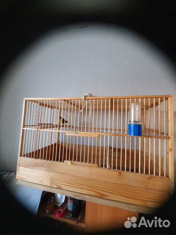 Продаю чижа с клеткой