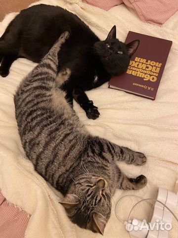 Кошки в добрые руки