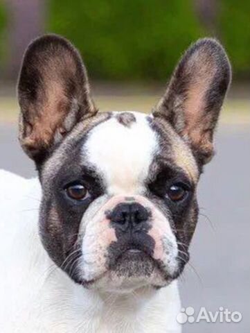 Девочка-белоснежка