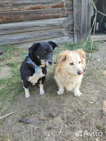 Собака в добрые руки отдам бесплатно