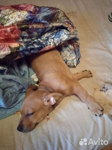 Маленькая собака чивини в добрые руки